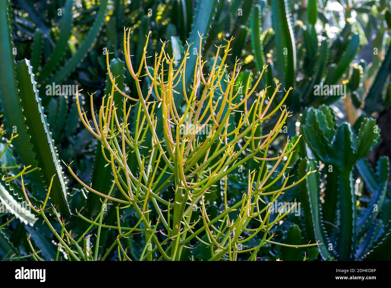 Cucumber cactus hi-res stock photography and images - Alamy