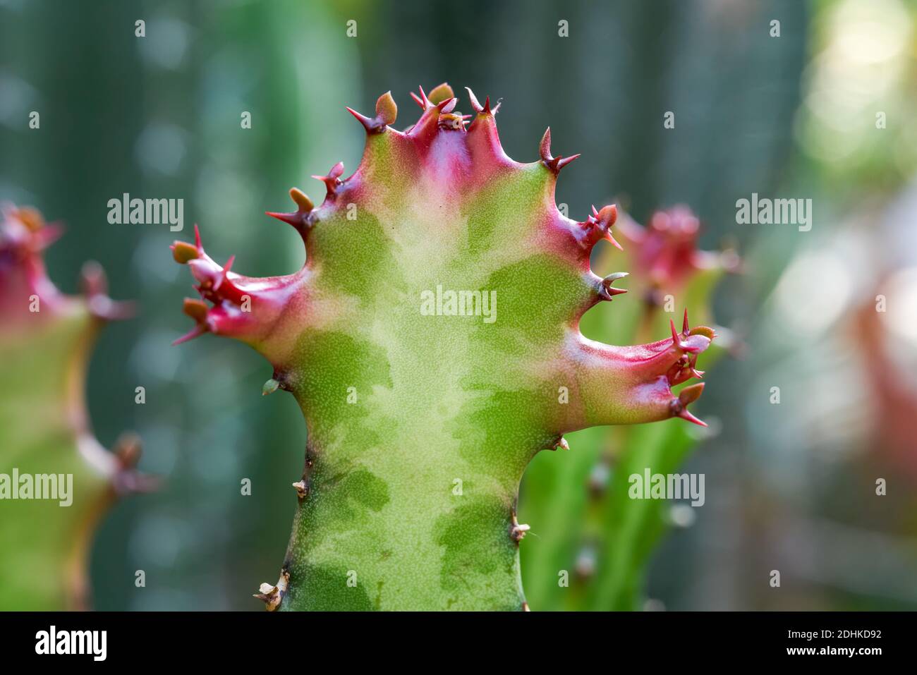 Long strip cactus red shoot close-up Stock Photo - Alamy