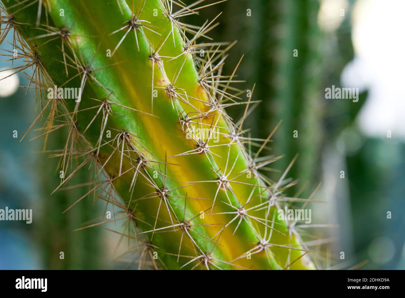 Cucumber cactus hi-res stock photography and images - Alamy