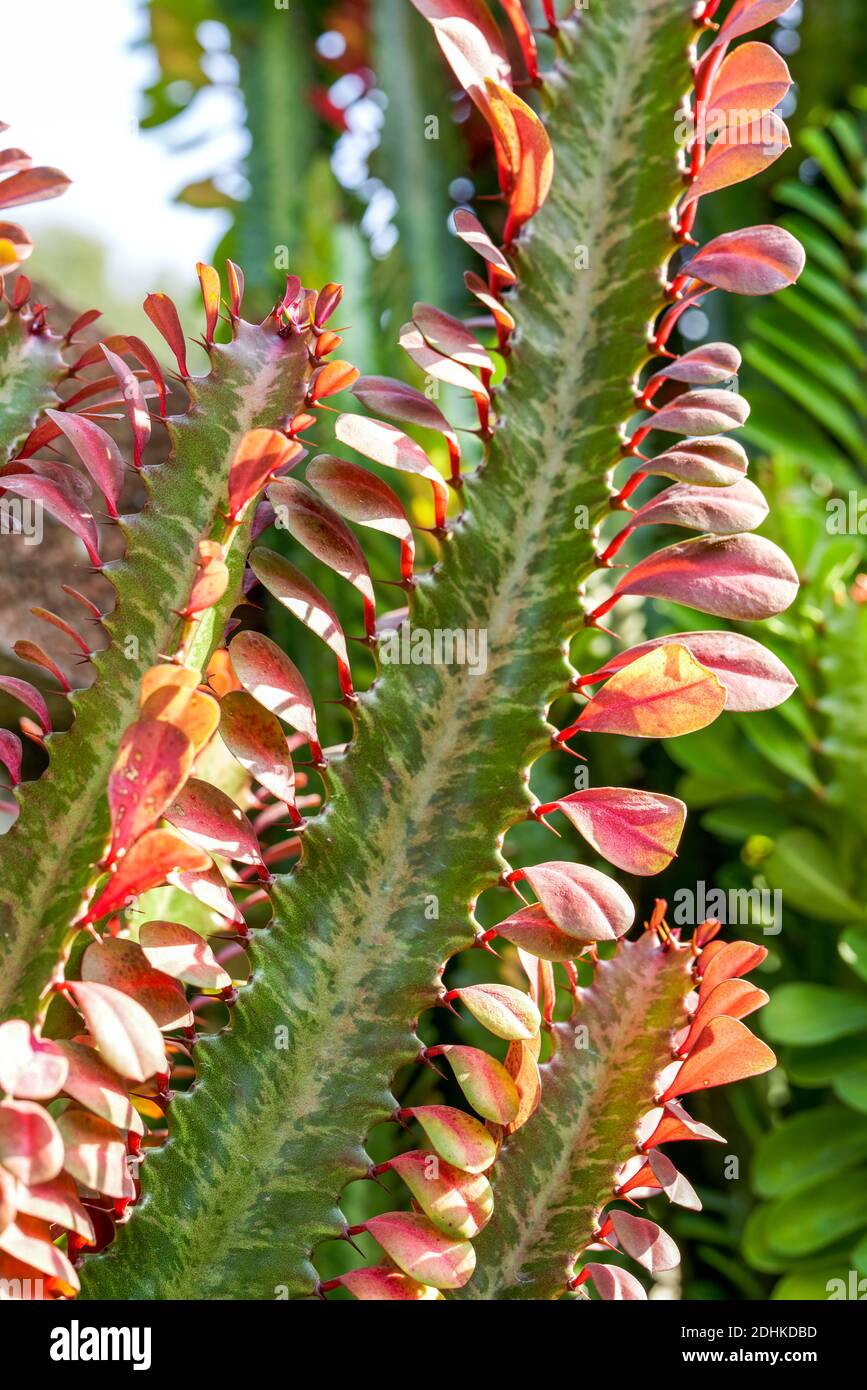 Spruce cone cactus hi-res stock photography and images - Alamy