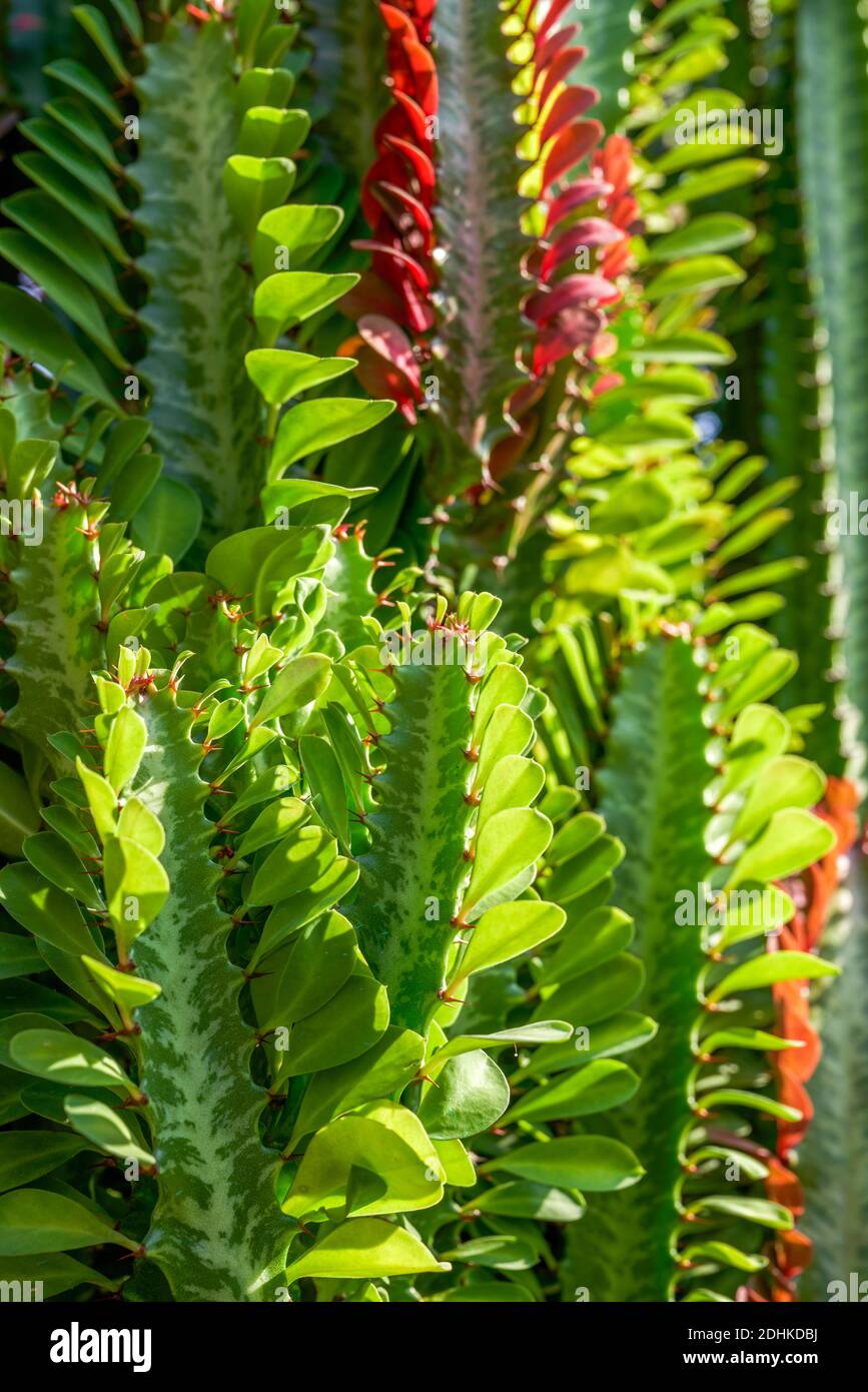 Close-up of a long leaf cactus Stock Photo - Alamy