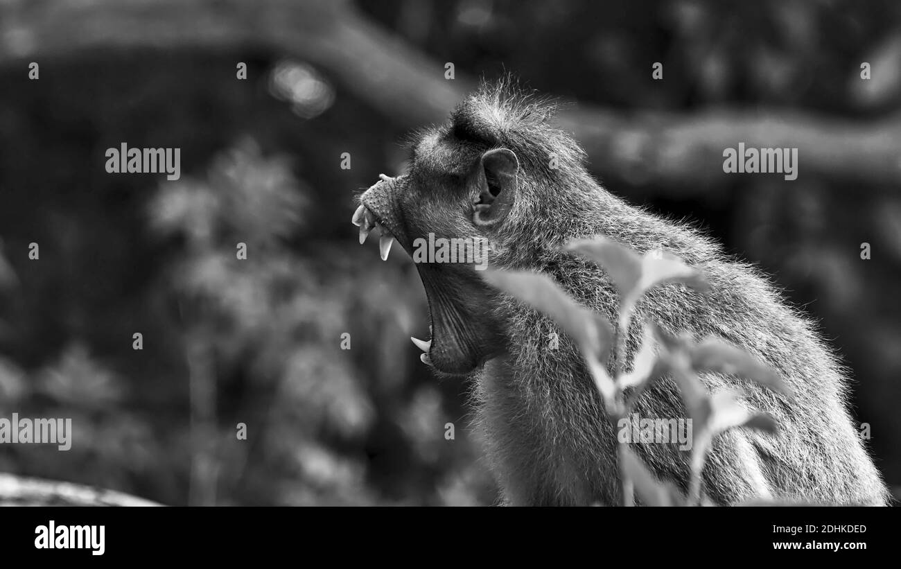Monkey showing teeth while yawing ,black and white Stock Photo - Alamy