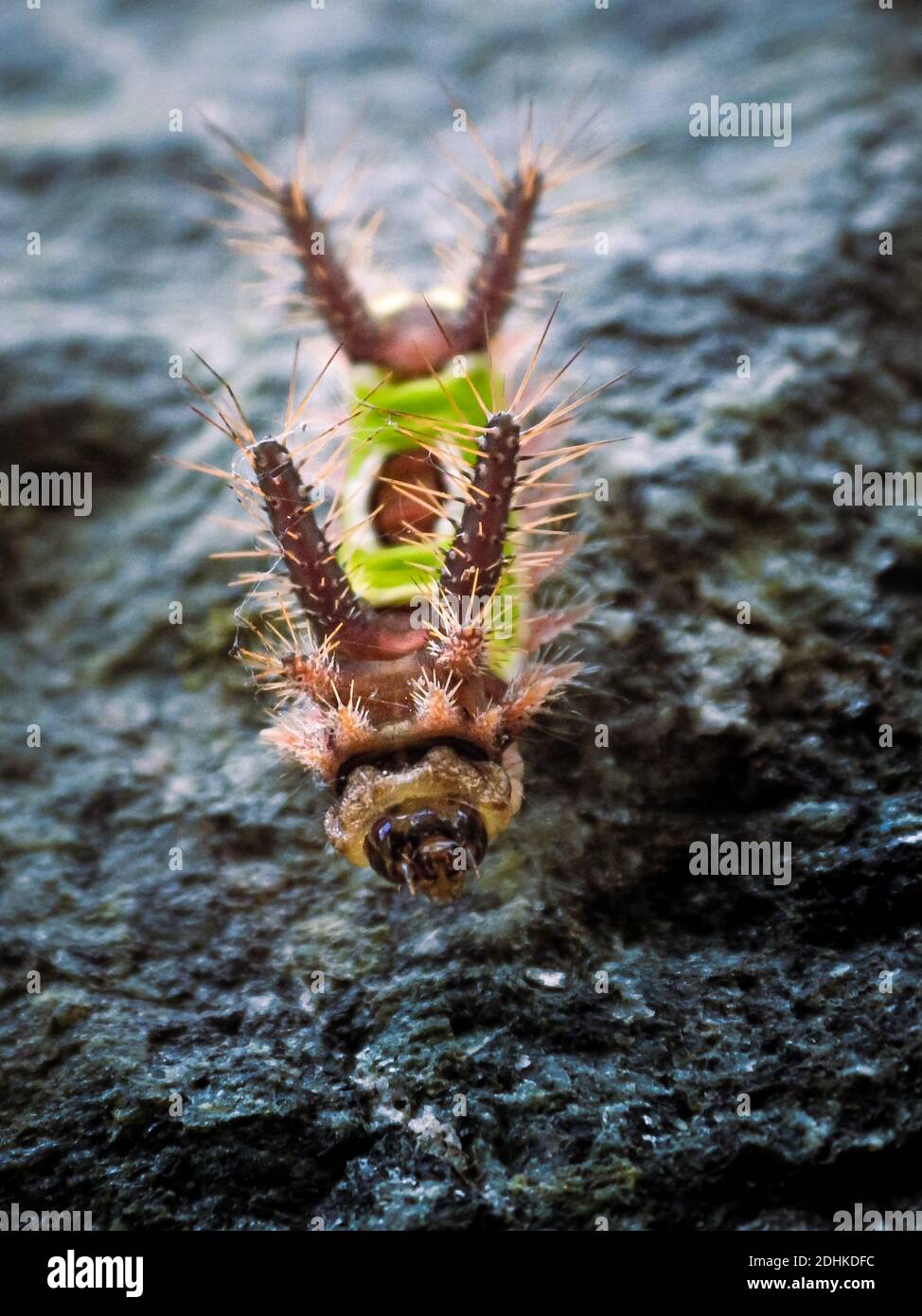 Caterpillar on a stone hi-res stock photography and images - Alamy