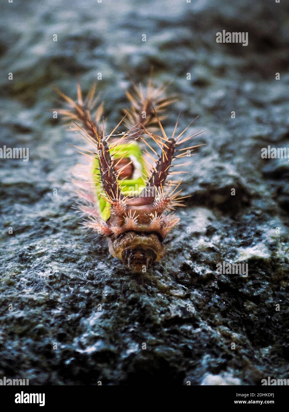 Caterpillar on a stone hi-res stock photography and images - Alamy