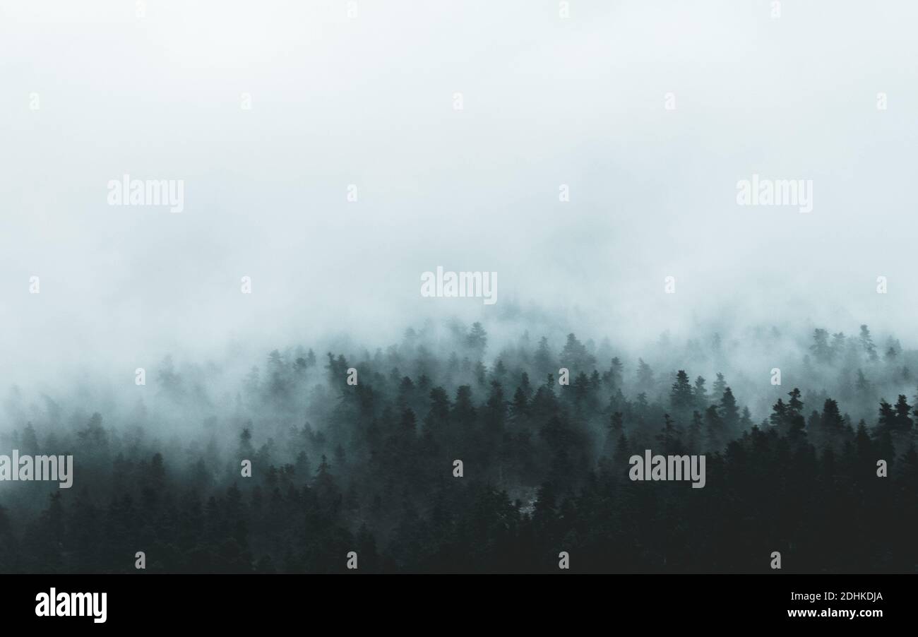 A majestic scene of a densely forested area covered shrouded in an ...