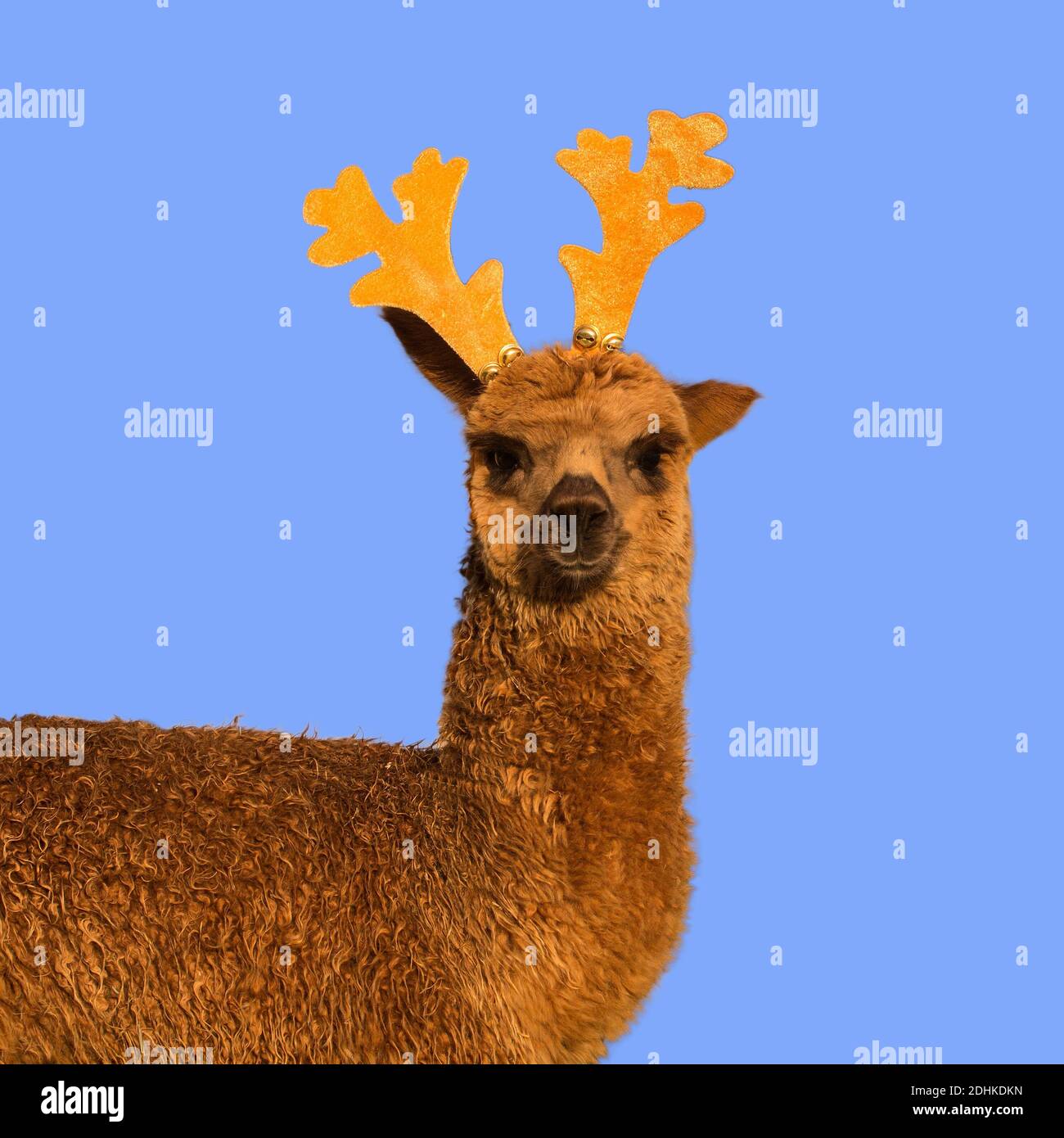 Funny alpaca llama with reindeer horns on blue christmas background ...