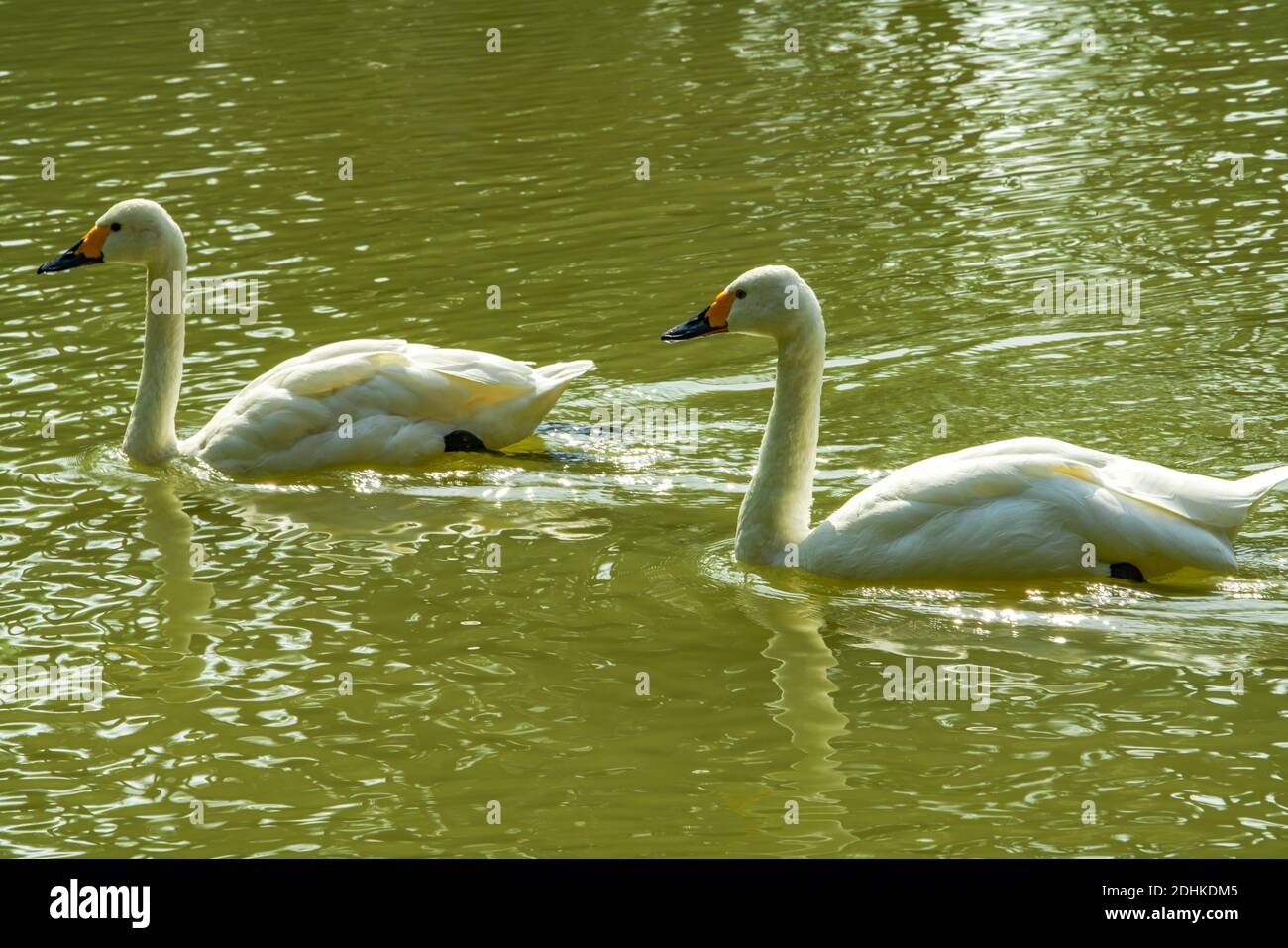 Dumb bird hi-res stock photography and images - Alamy