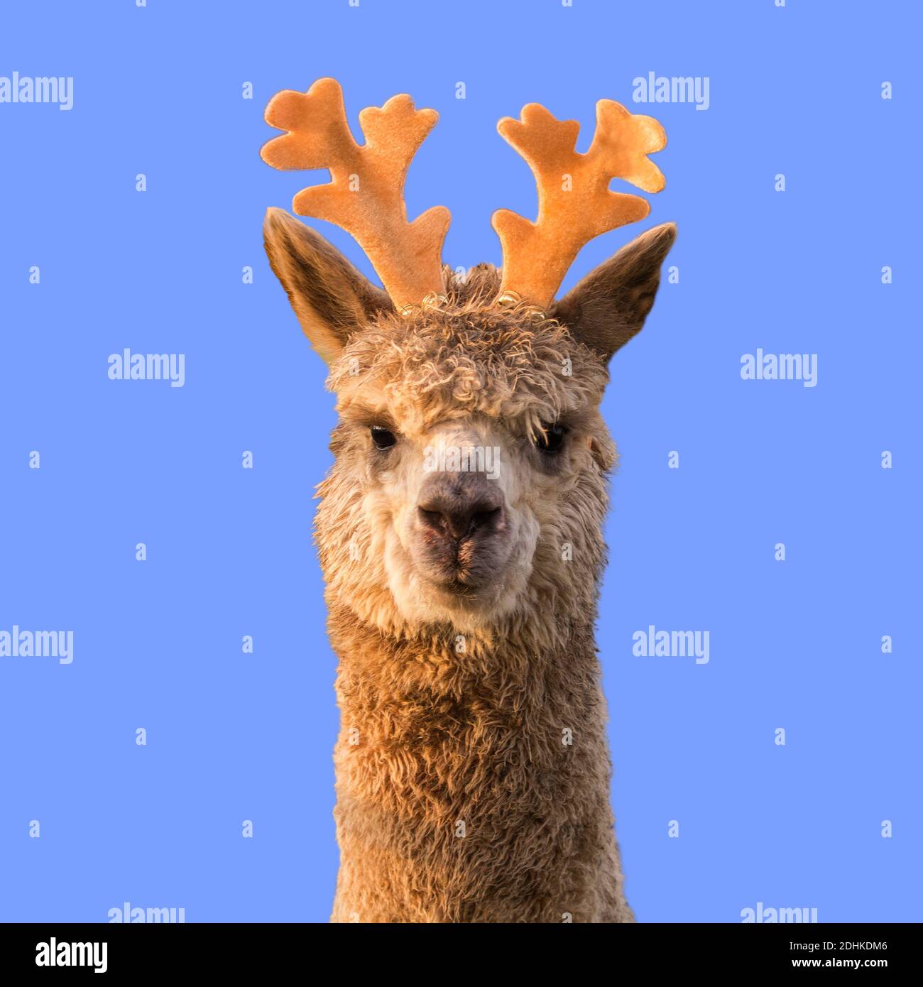 Llama funny hi-res stock photography and images - Alamy
