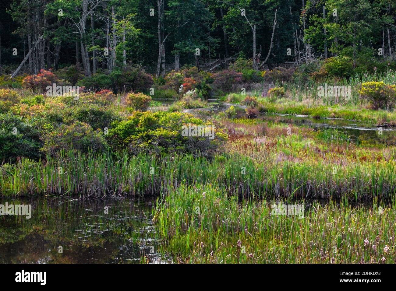 Marsh ecosystem hi-res stock photography and images - Alamy