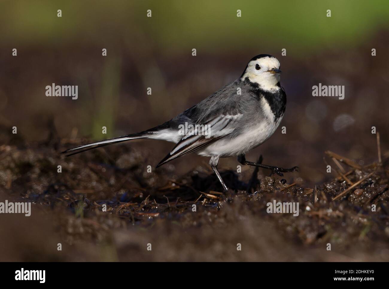 Pied Wagtail a nice low angle for the image as it feeds in a patch of ...