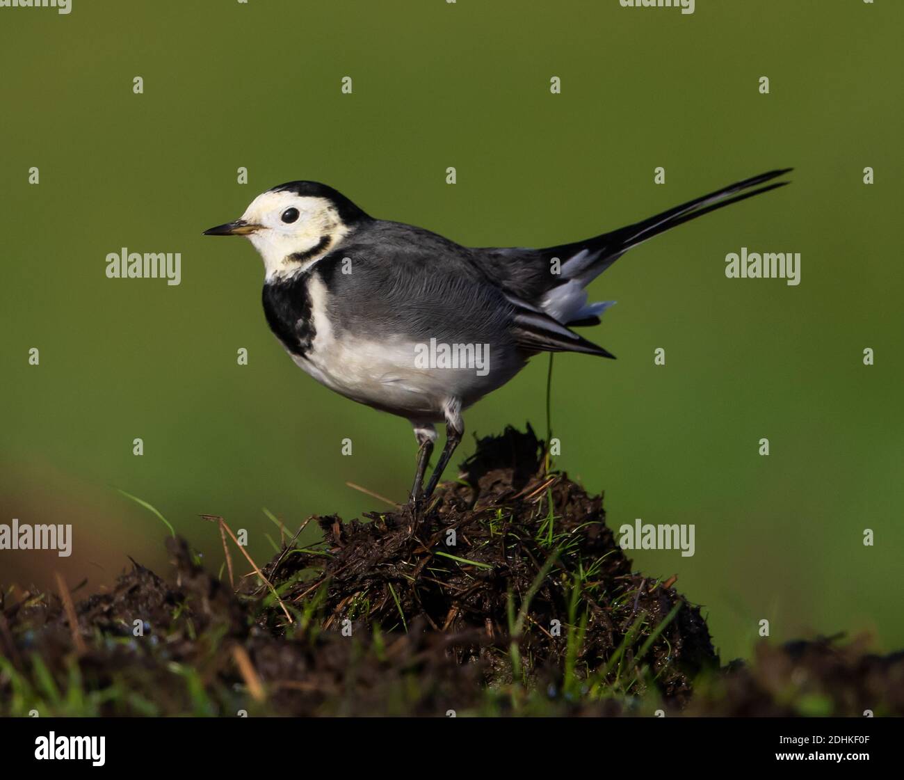 Pied Wagtail a nice low angle for the image as it feeds in a patch of ...