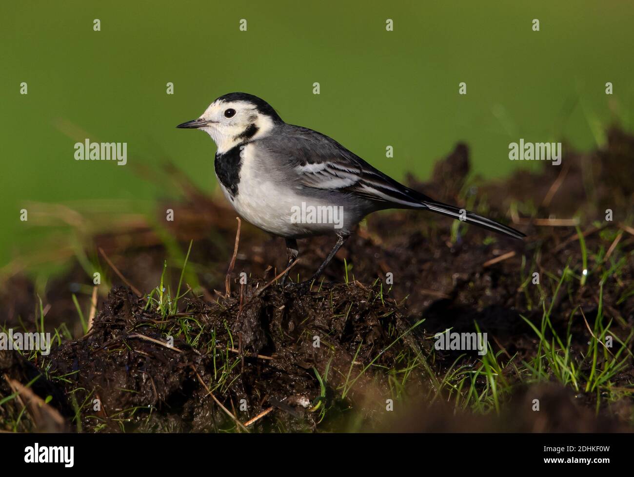 Pied Wagtail a nice low angle for the image as it feeds in a patch of ...