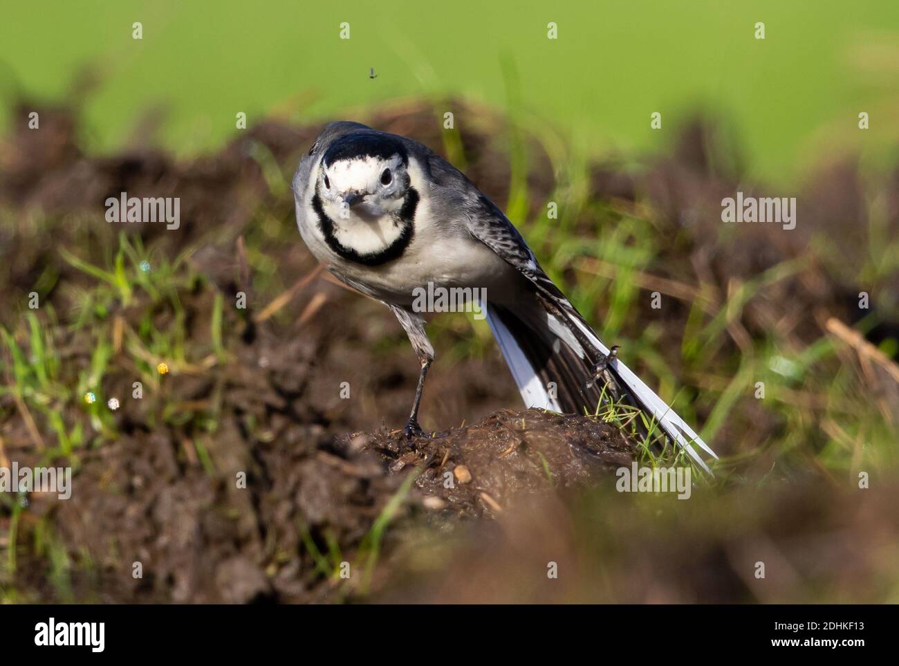 Pied Wagtail a nice low angle for the image as it feeds in a patch of ...