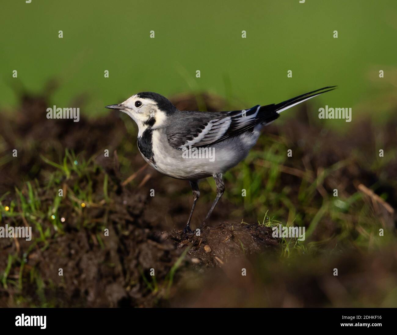 Pied wagtail feeding hi-res stock photography and images - Alamy