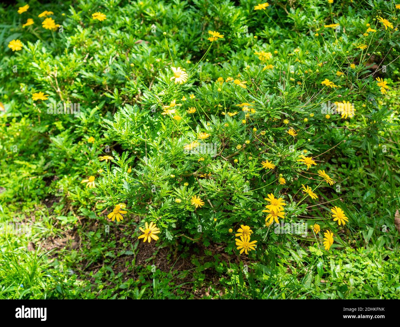 African bush daisy euryops chrysanthemoides hi-res stock photography ...