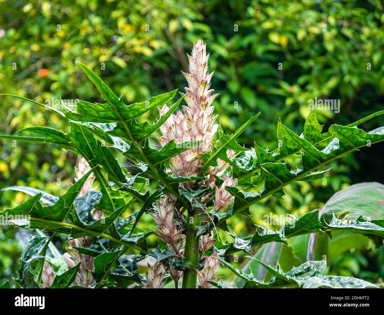 Red Ginger, also called Ostrich Plume and Pink Cone Ginger (Alpinia ...