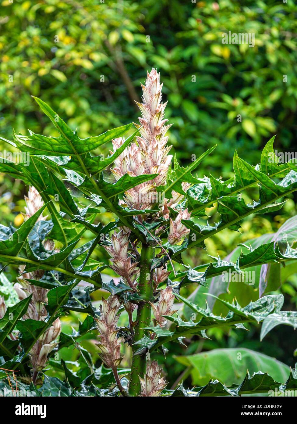 Red Ginger, also called Ostrich Plume and Pink Cone Ginger (Alpinia ...