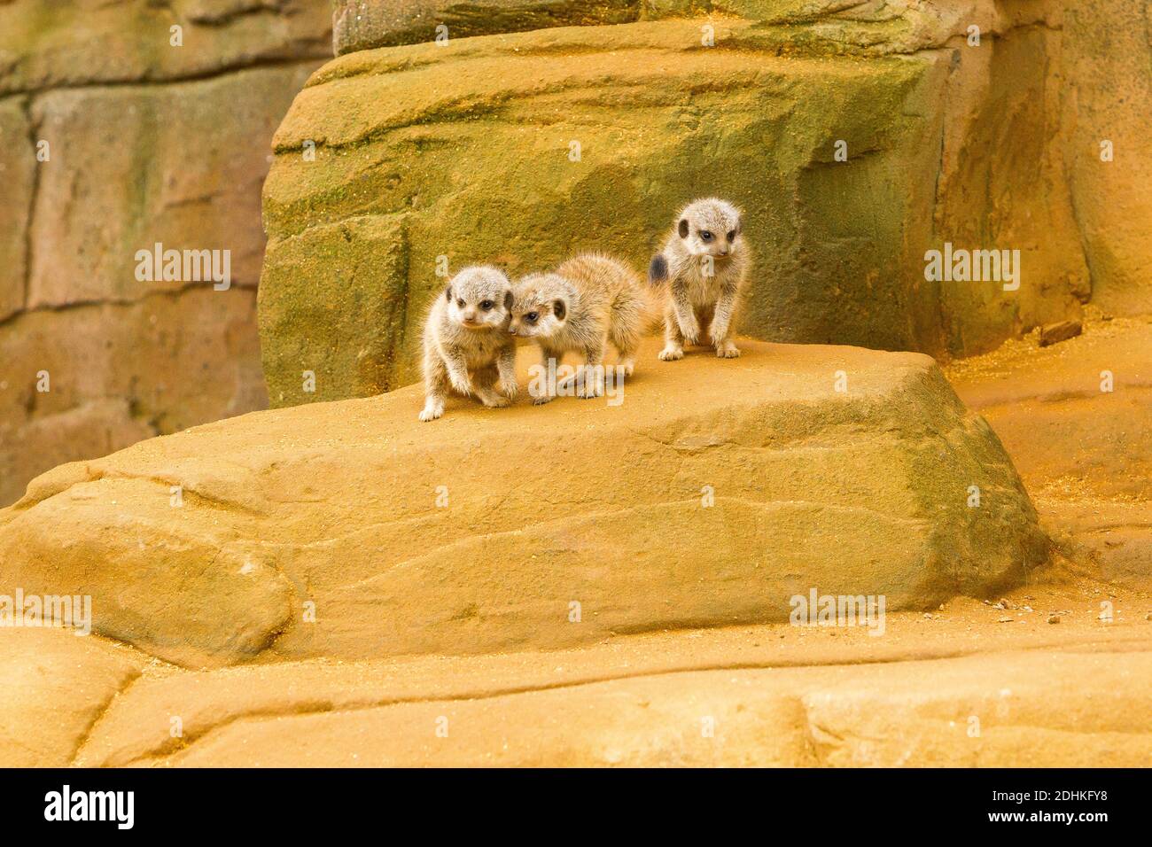 Baby meerkat den hi-res stock photography and images - Alamy