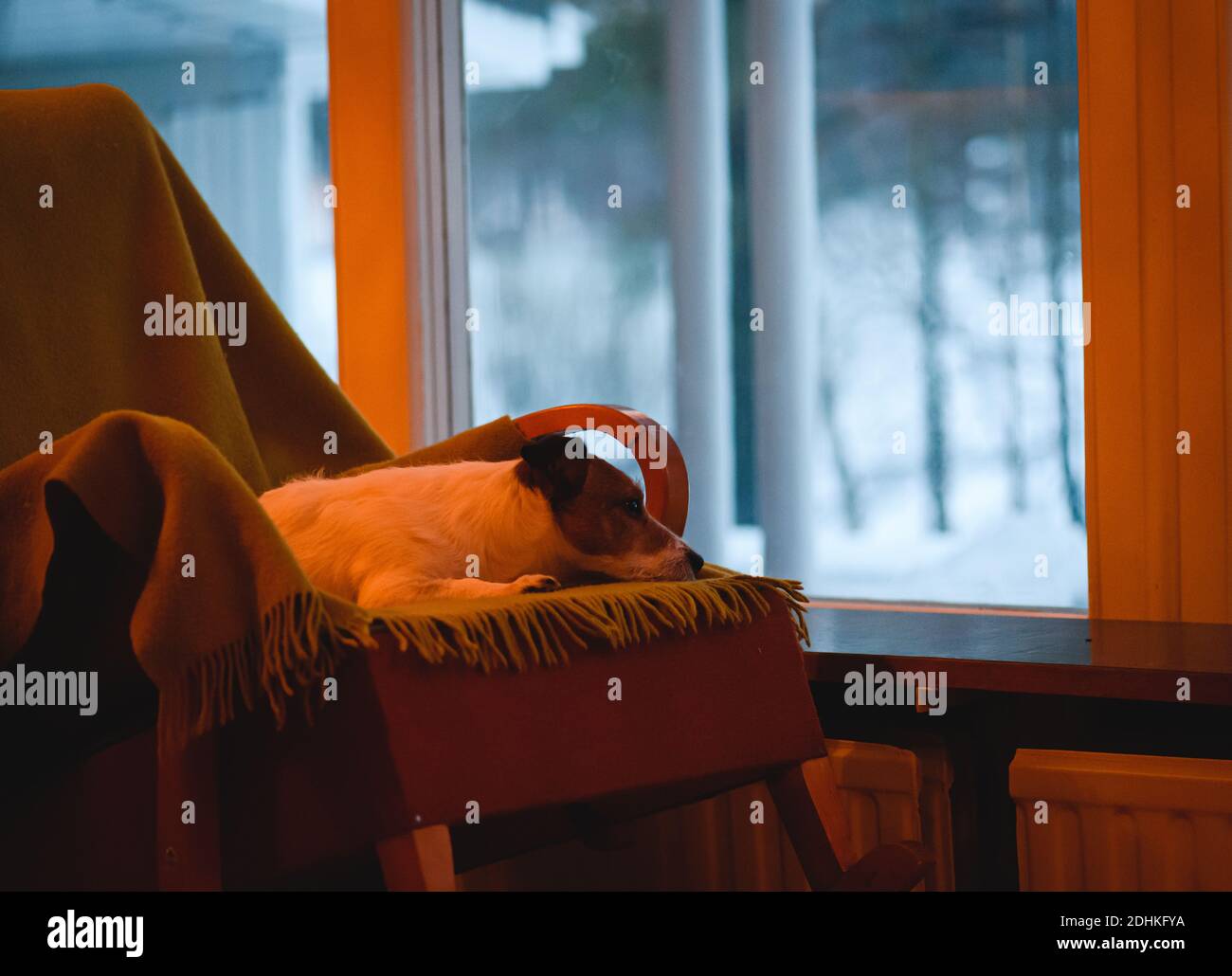 Sad dog on rocking chair looking through window at gloomy, blues winter ...