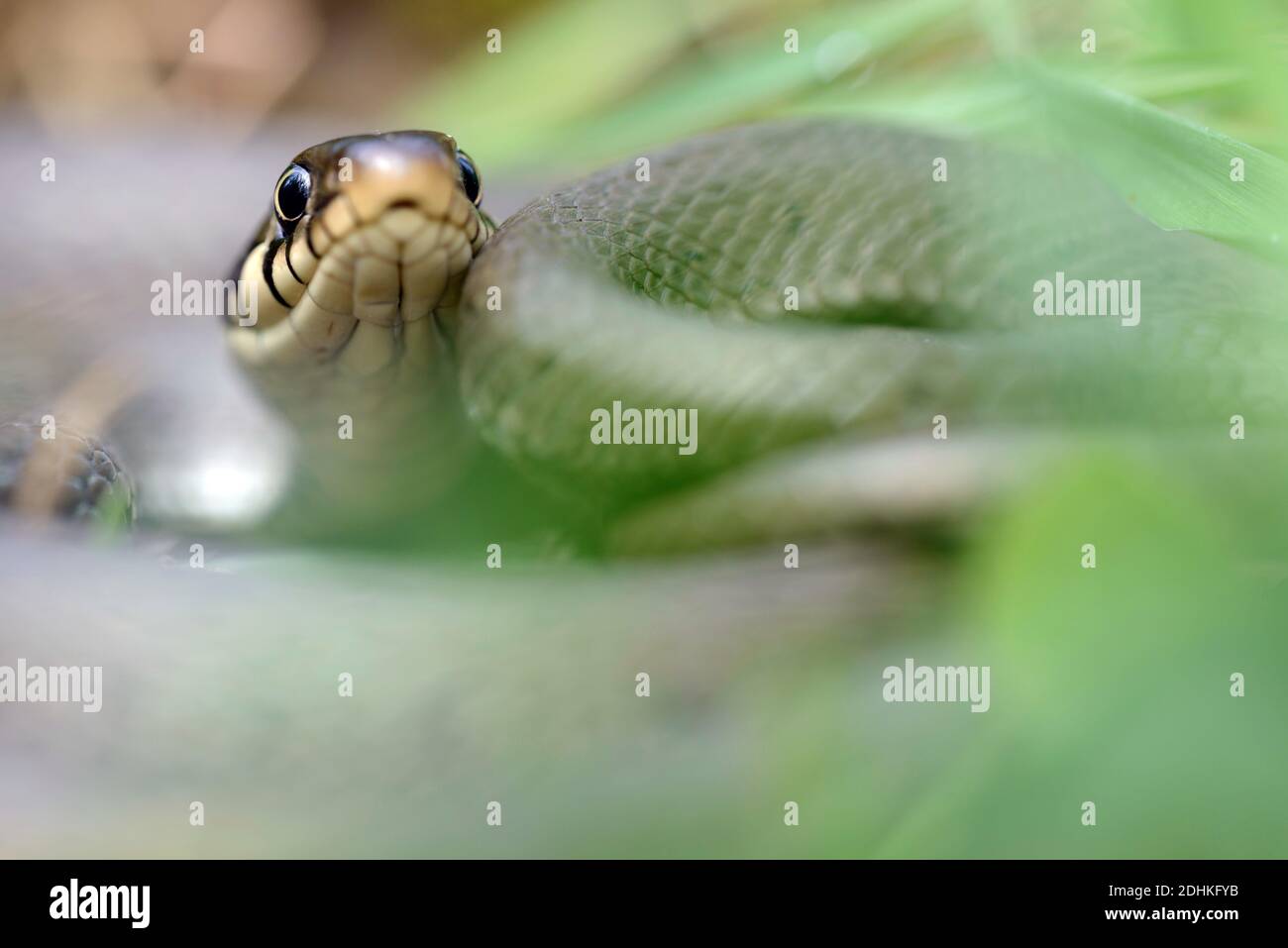 Porträt einer Ringelnatter, (Natrix natrix Stock Photo - Alamy