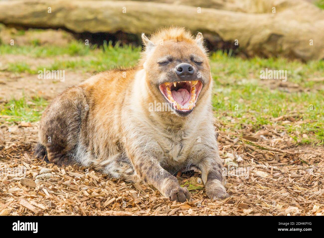 Spotted Hyena (Crocuta crocuta) Lying down Stock Photo - Alamy