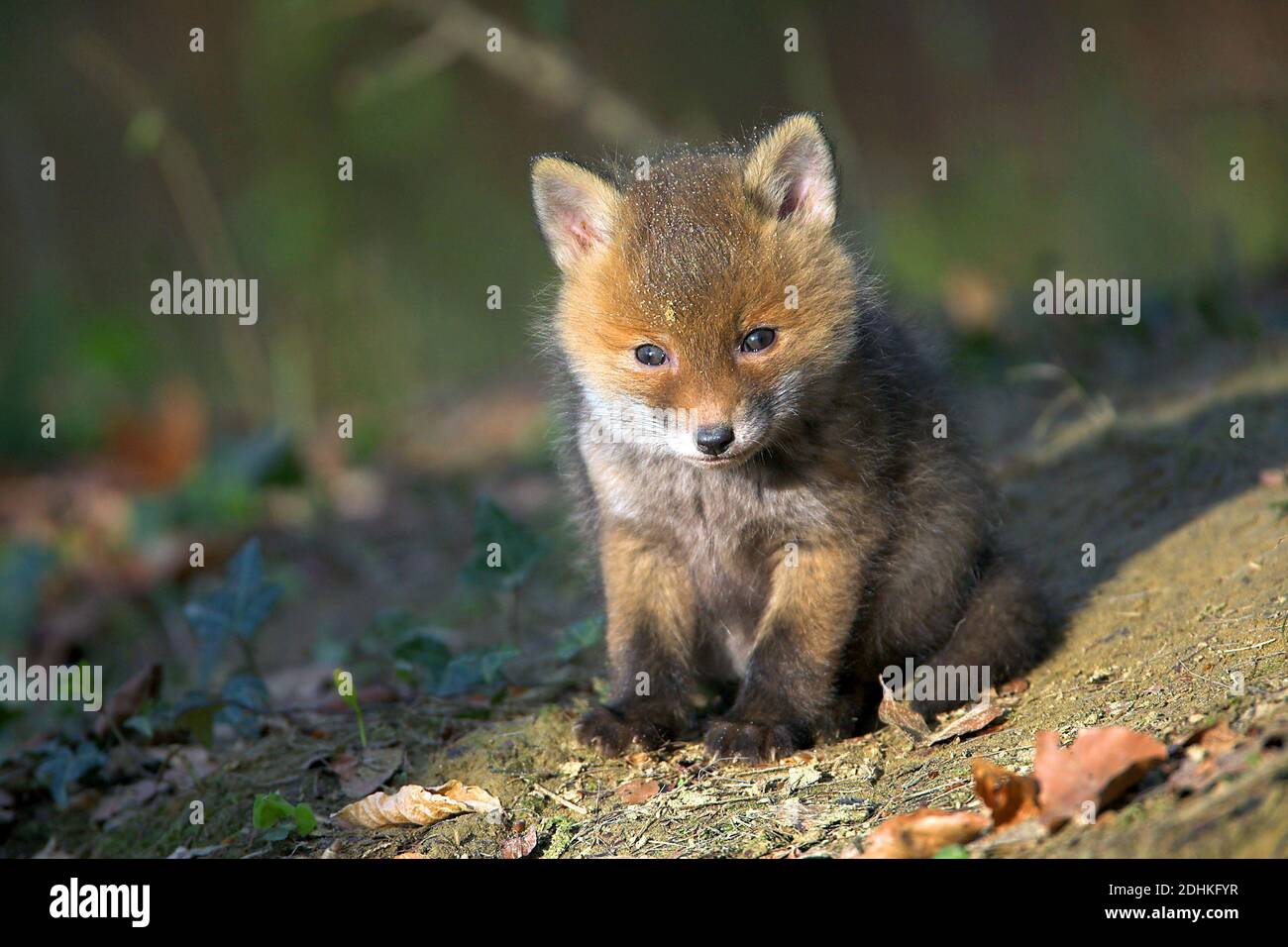 Junger Fuchs (Vulpes vulpes Stock Photo - Alamy