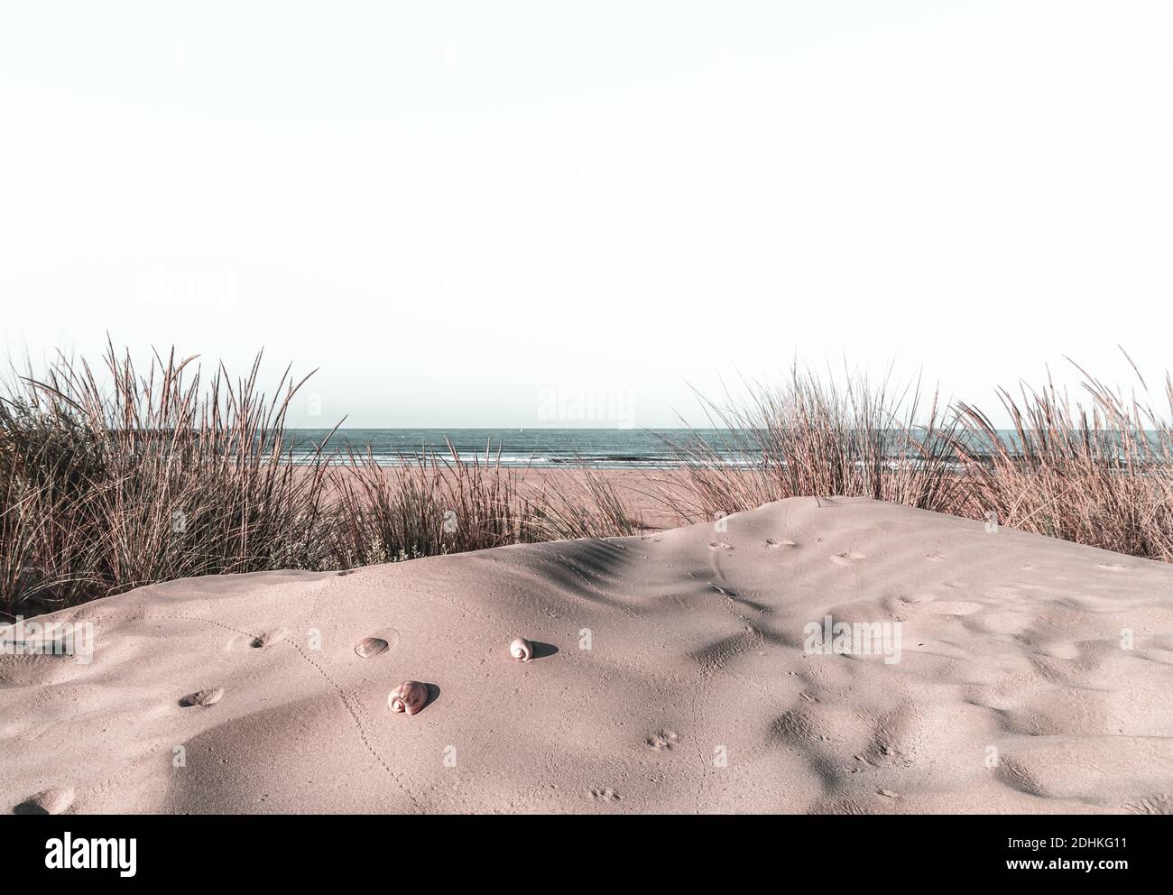 Dunes of the beach of Punta Umbria, we can see sea shells, seagull ...