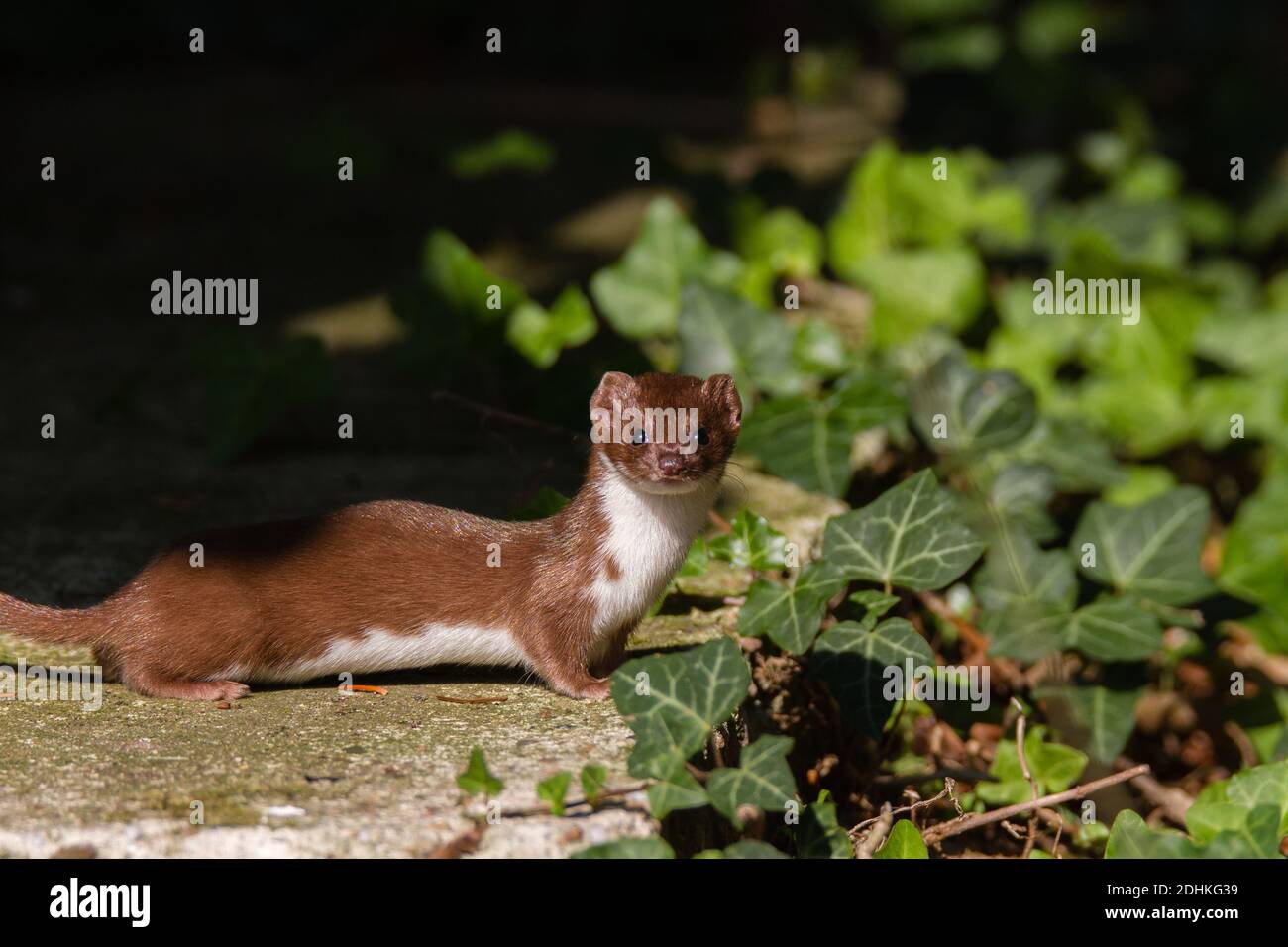 Dwarf weasel hi-res stock photography and images - Alamy