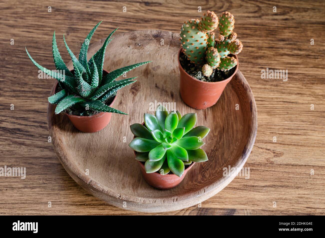 Mini cactus hi-res stock photography and images - Alamy