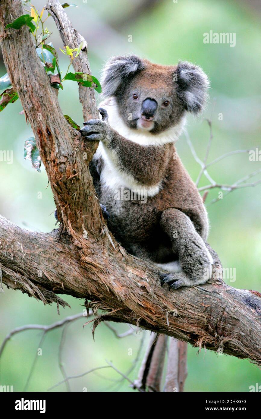 Koala bar hi-res stock photography and images - Alamy