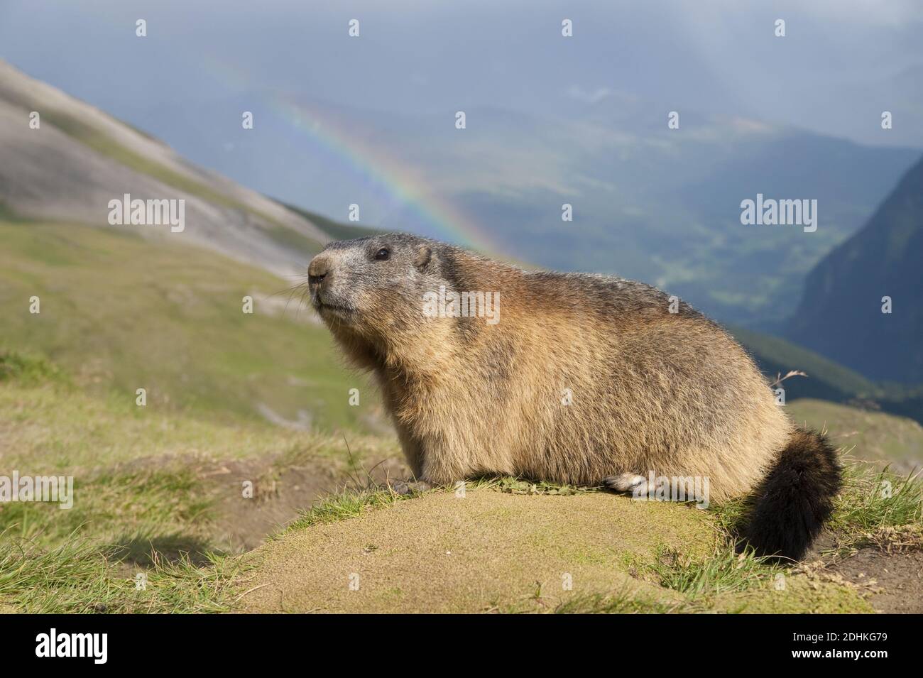 Alpenmurmeltier, Murmeltier, (Marmota marmota Stock Photo - Alamy