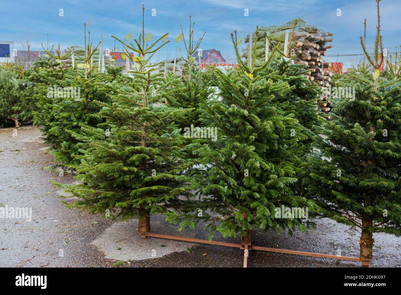 Beautiful view of Christmas tree market. Gorgeous green trees on blue ...