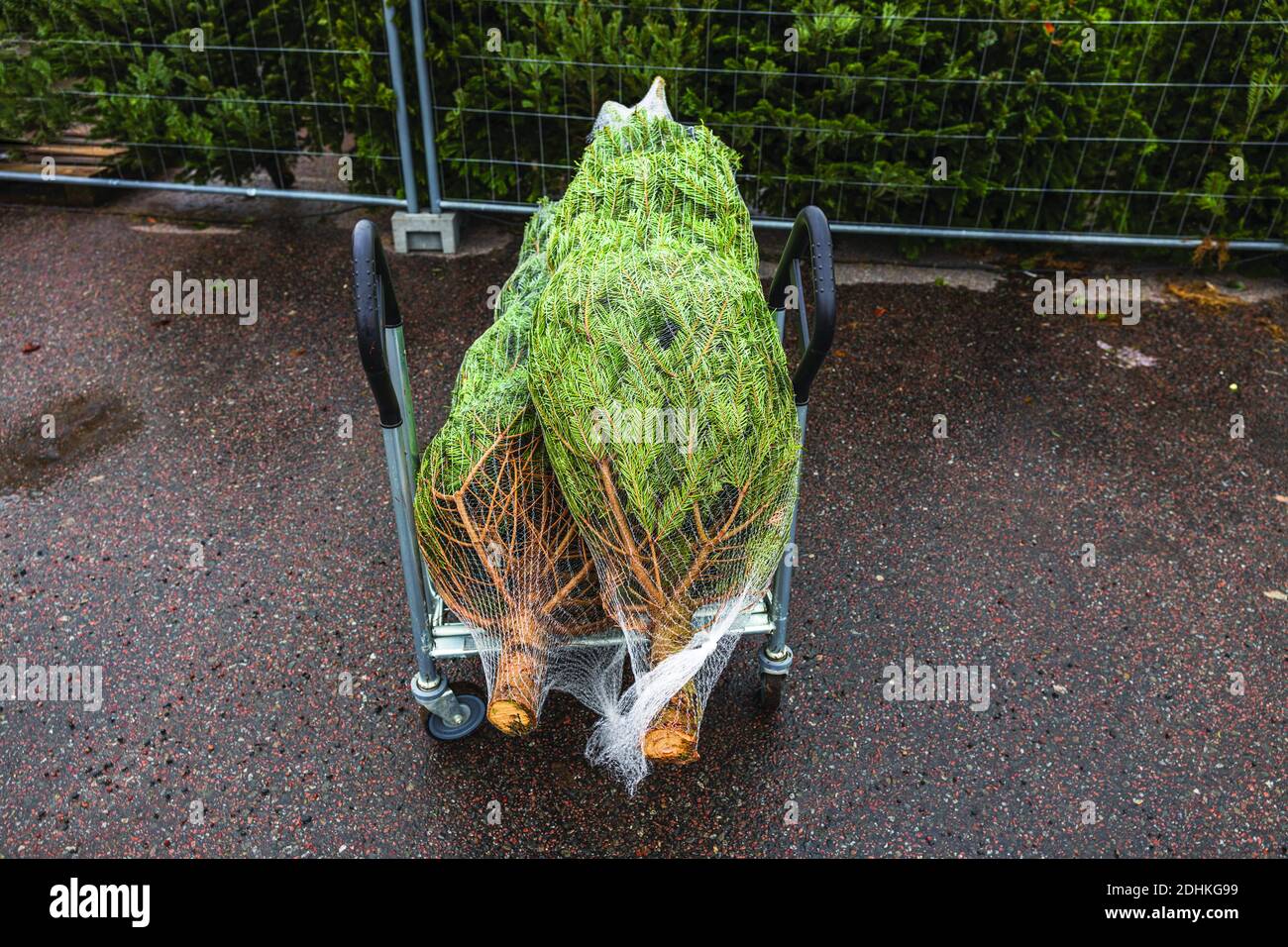 Shopping trolley in tree hi-res stock photography and images - Alamy