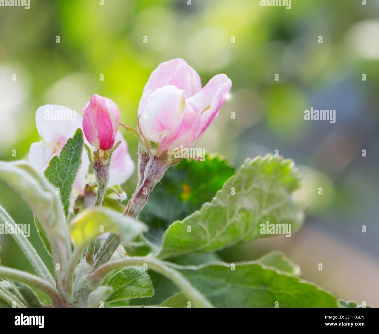 Spring scenery with pink apple blossom, boken background. Apple tree ...