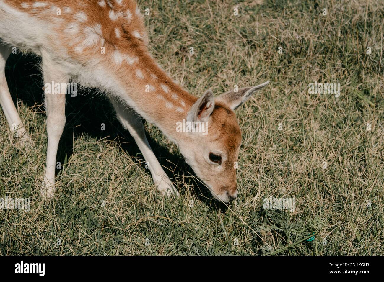 Baby Deer Eating Grass