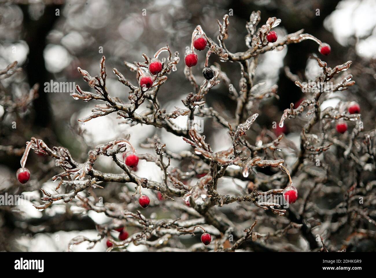 Non Exclusive: KYIV, UKRAINE - DECEMBER 11, 2020 - Glaze coats red ...