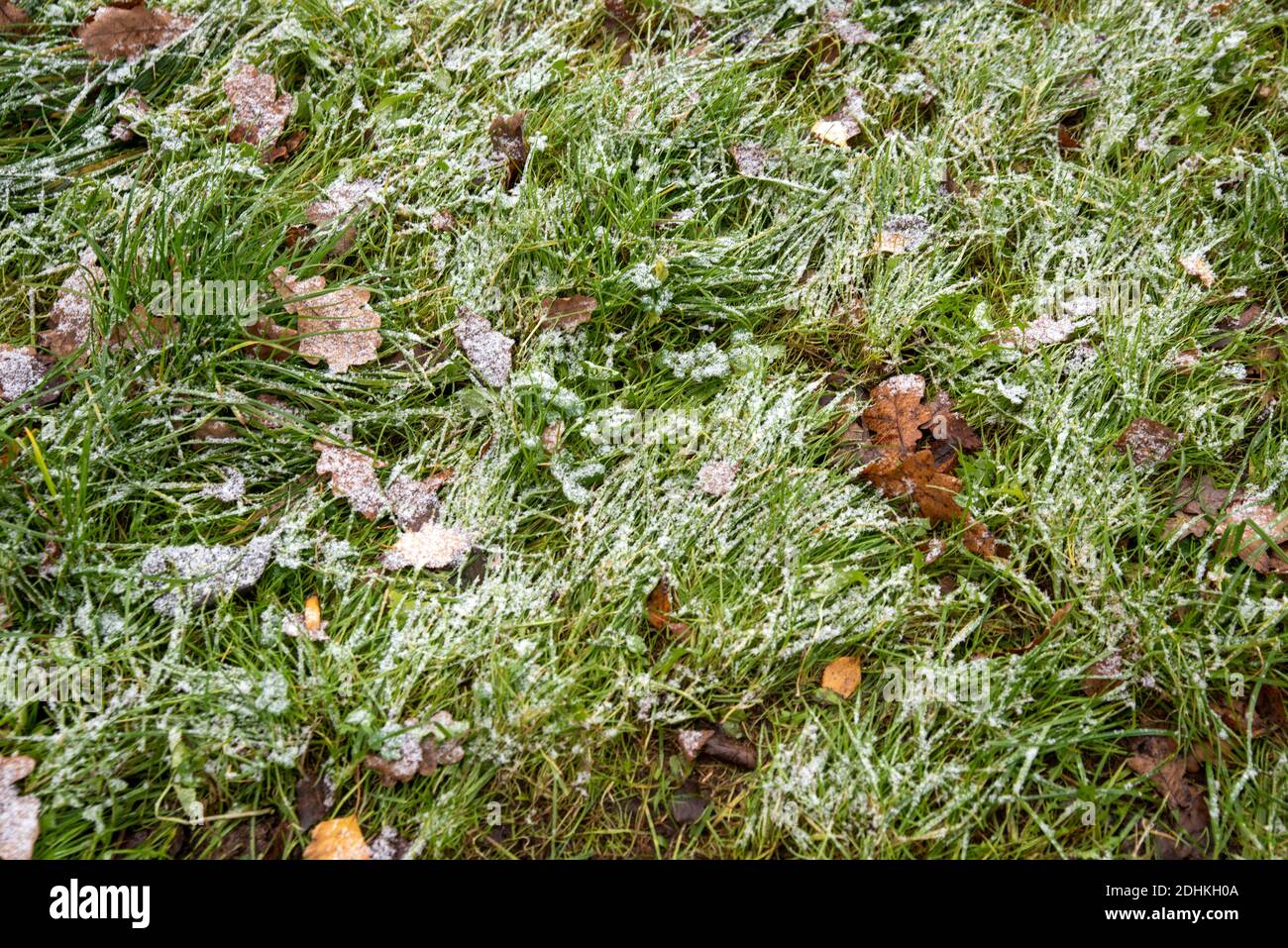 top view of the green icy grass Stock Photo - Alamy