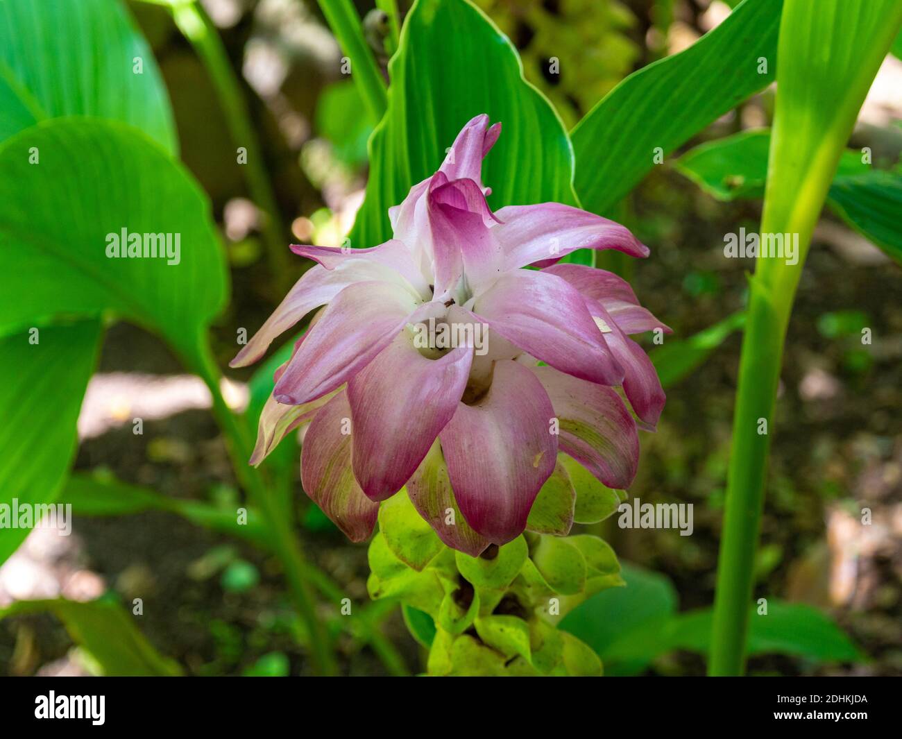 Purple and White Flower Known as Zedoary, White Turmeric or Temu Putih ...
