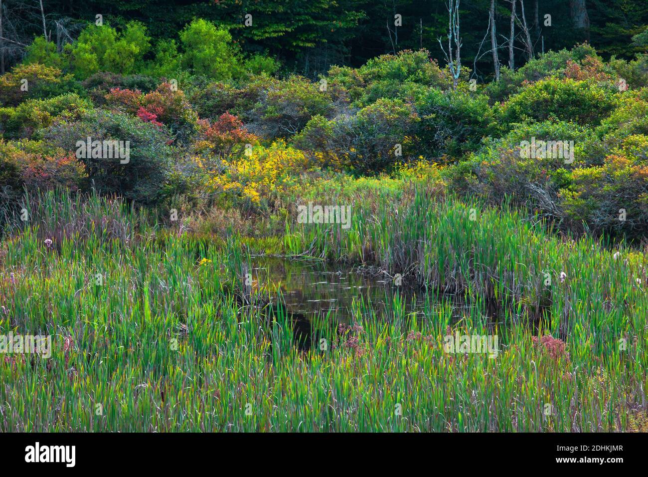 Marsh ecosystem hi-res stock photography and images - Alamy