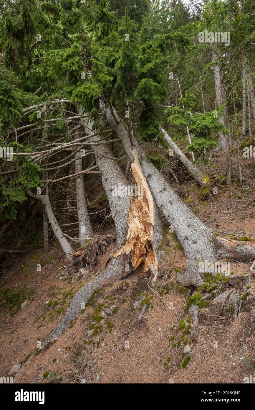 A pine tree crashed oin the ground by the wind inside the forest Stock ...