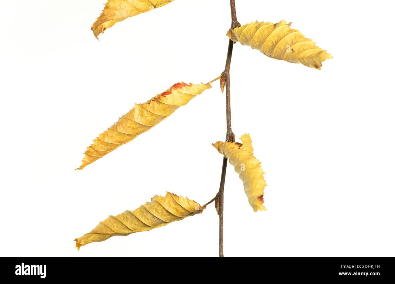 Yellow, golden leaf. Graphic leaf structure, pattern on white ...