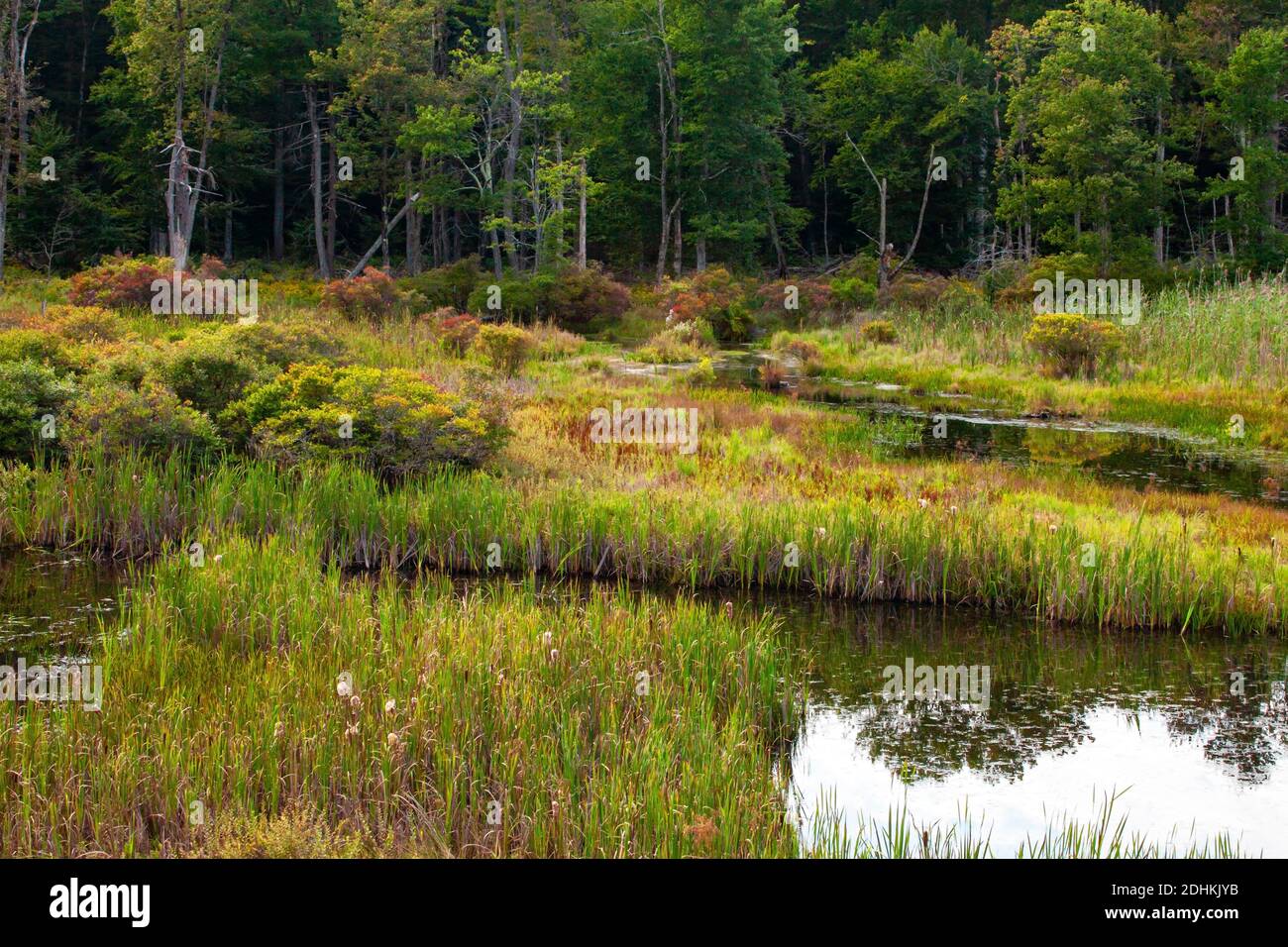 Summer marsh hi-res stock photography and images - Alamy