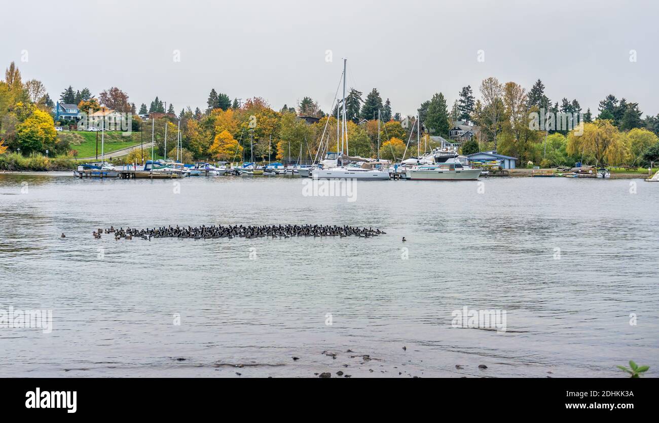 A view of a marina along Lake Washington in Seattle. It is autumn Stock ...