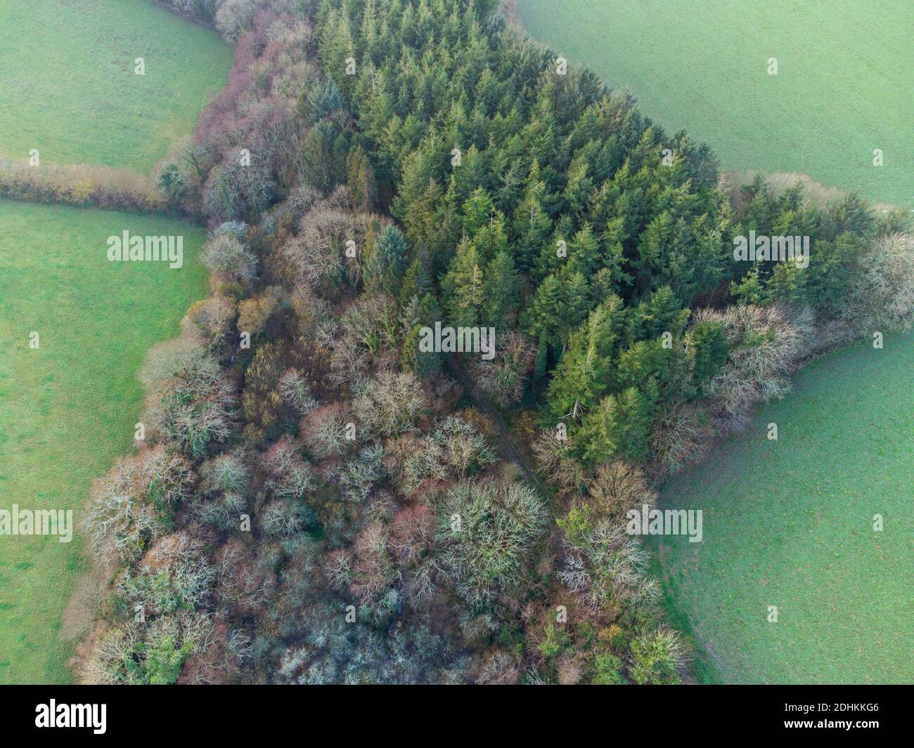 aerial drone of wood trees and forest cornwall England uk Stock Photo ...