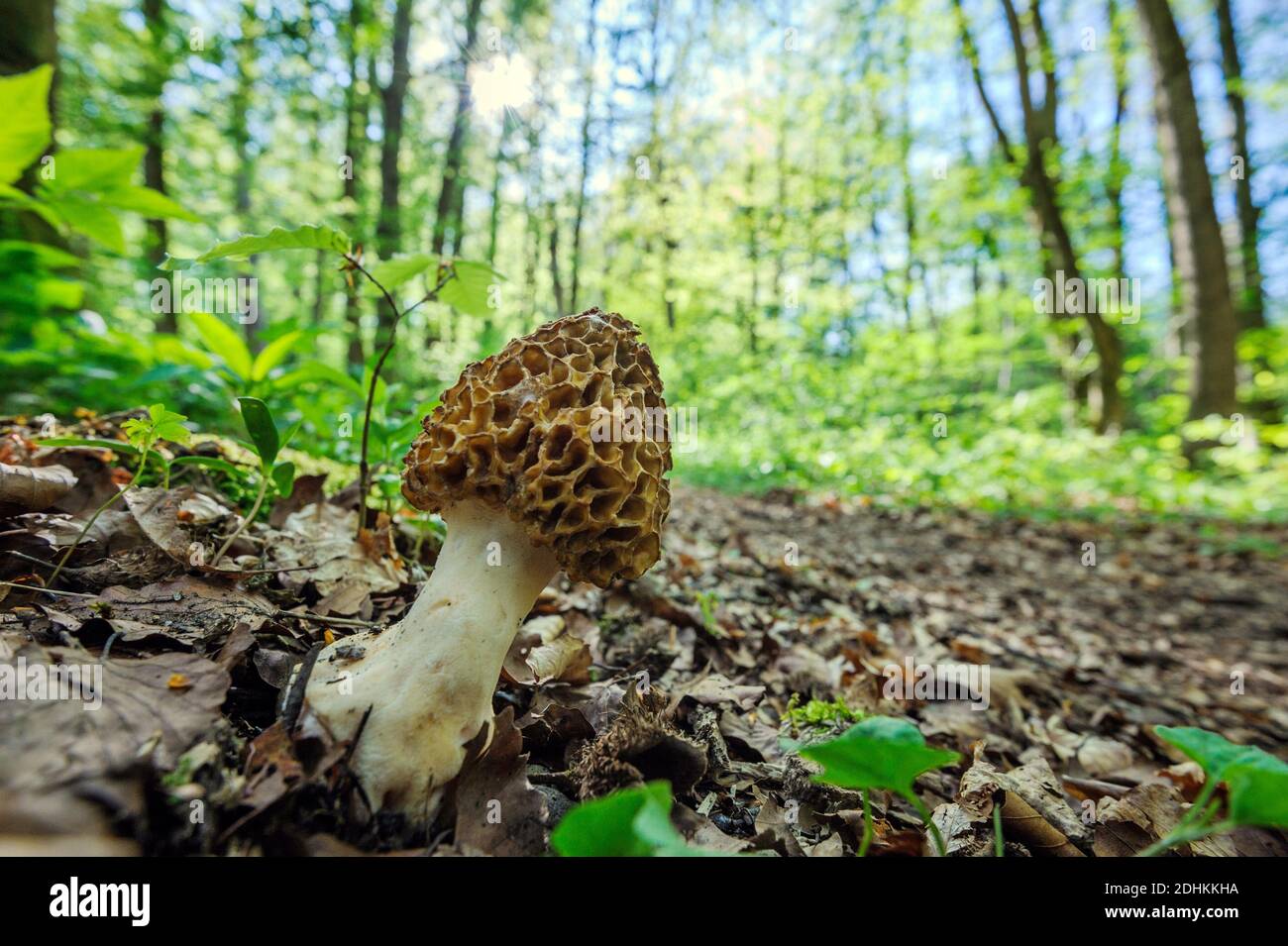 Speise-Morchel am Boden eines Laubwaldes, (Morchella esculenta Stock ...