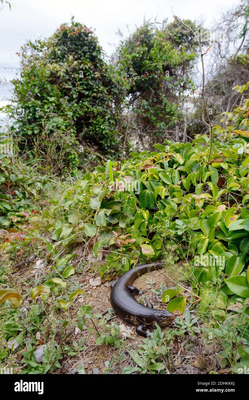 Riesen-Stachelskink sonnt sich - (Bellatoris major Stock Photo - Alamy
