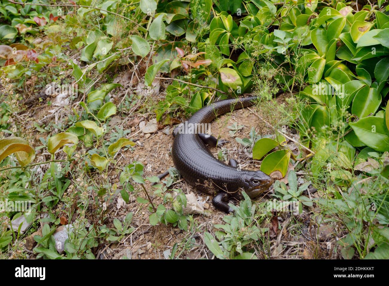 Riesen-Stachelskink sonnt sich - (Bellatoris major Stock Photo - Alamy