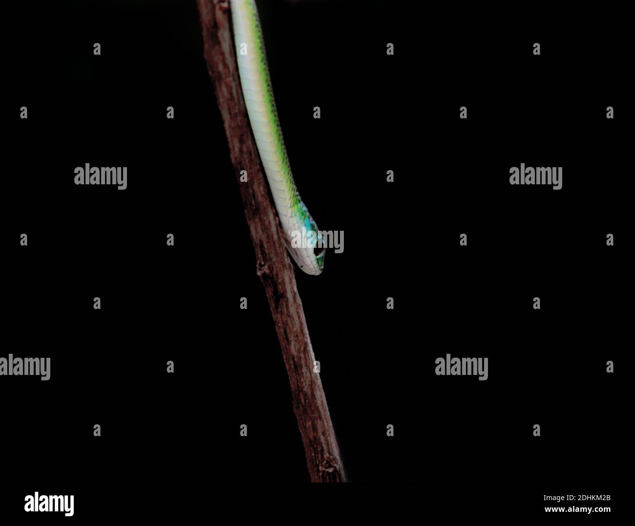 Twig snake hi-res stock photography and images - Alamy