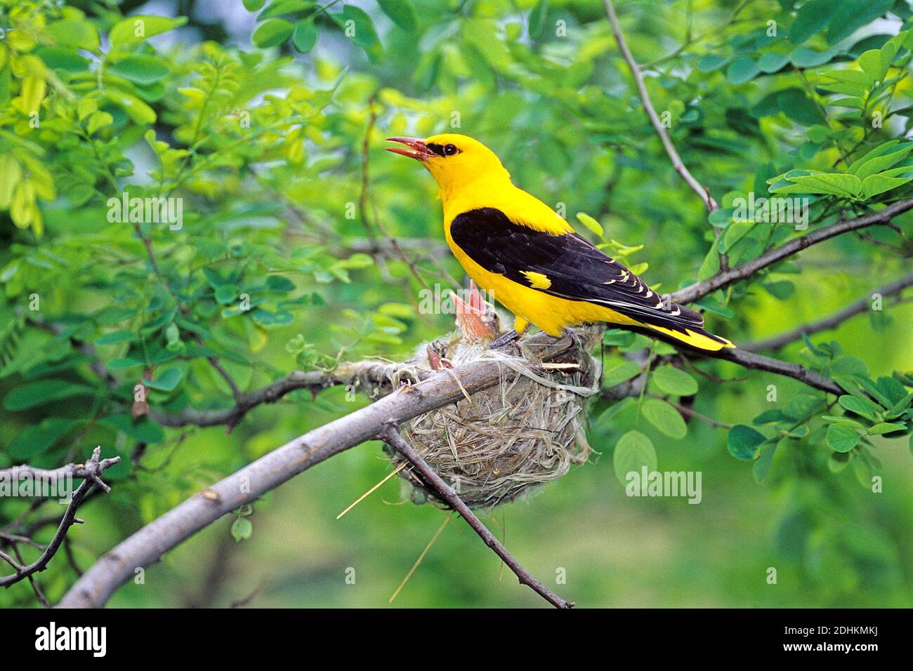 Pirol am Nest füttert seine Jungen, (Oriolus oriolus Stock Photo - Alamy