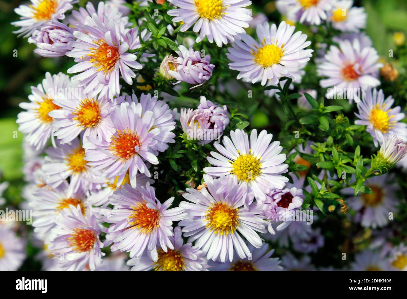 Asters 'little carlow' small group of daisy like lilac flowers Stock ...